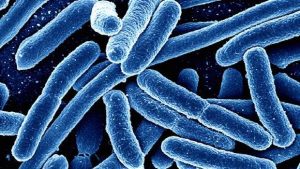 What are the most common pathogens in hospital acquired infections ...